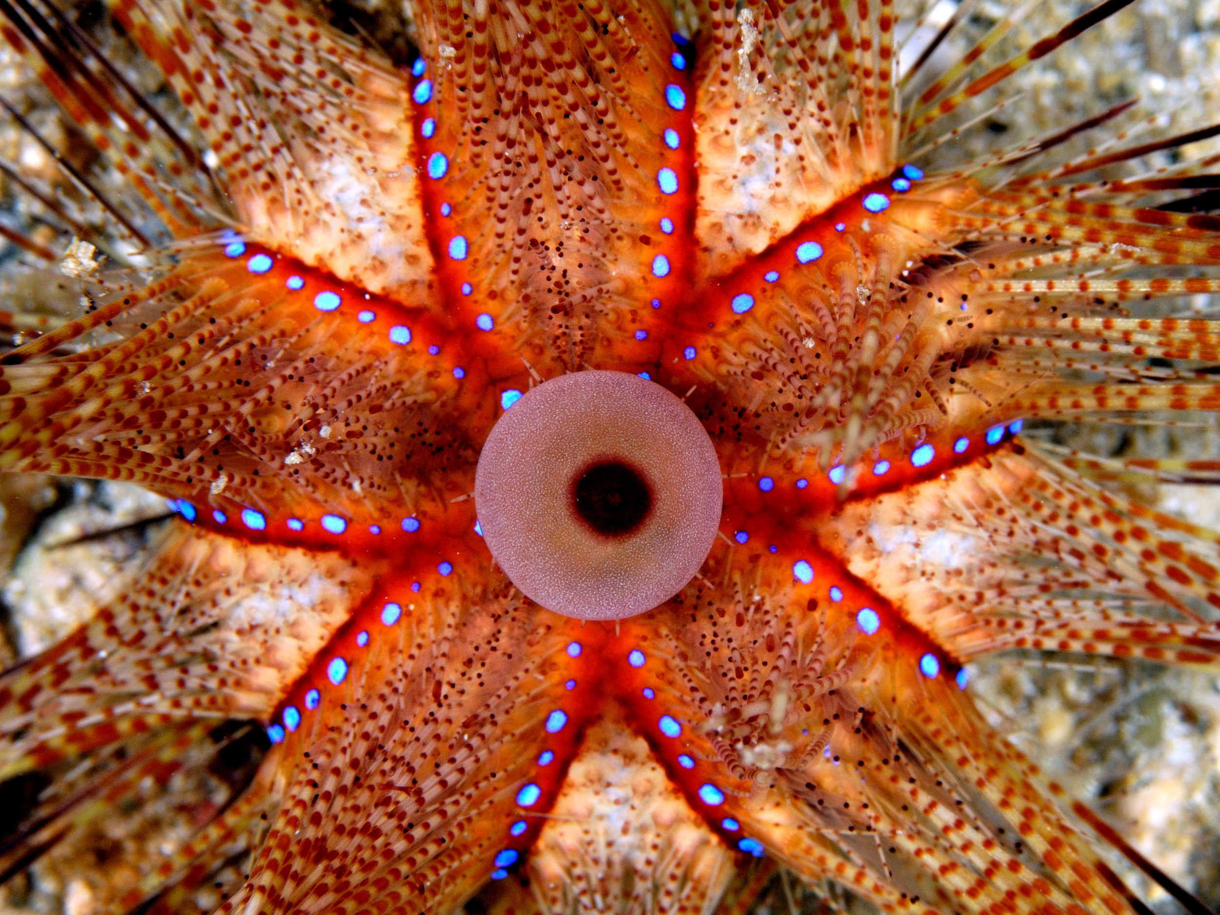 Ensaios | Denise Greco