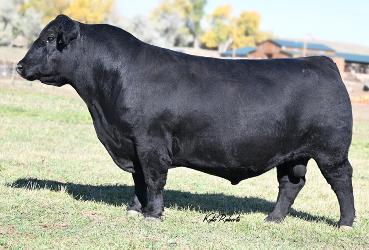 Baldridge Badger Genetics Available in Australia | Jackaroo Angus Stud