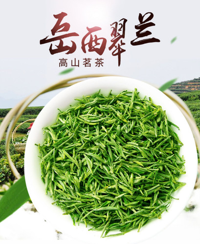 Yue Xi Cui Lan Green Tea / Anhui Green Tea | Teawholesale