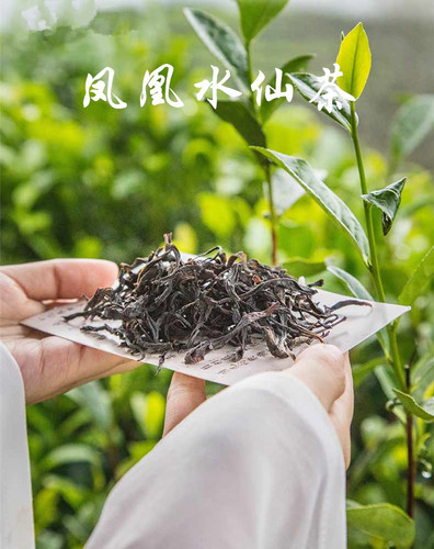 ShuiXian Dancong, Feng Huang Dan Cong Oolong Tea Wholesale | Teawholesale