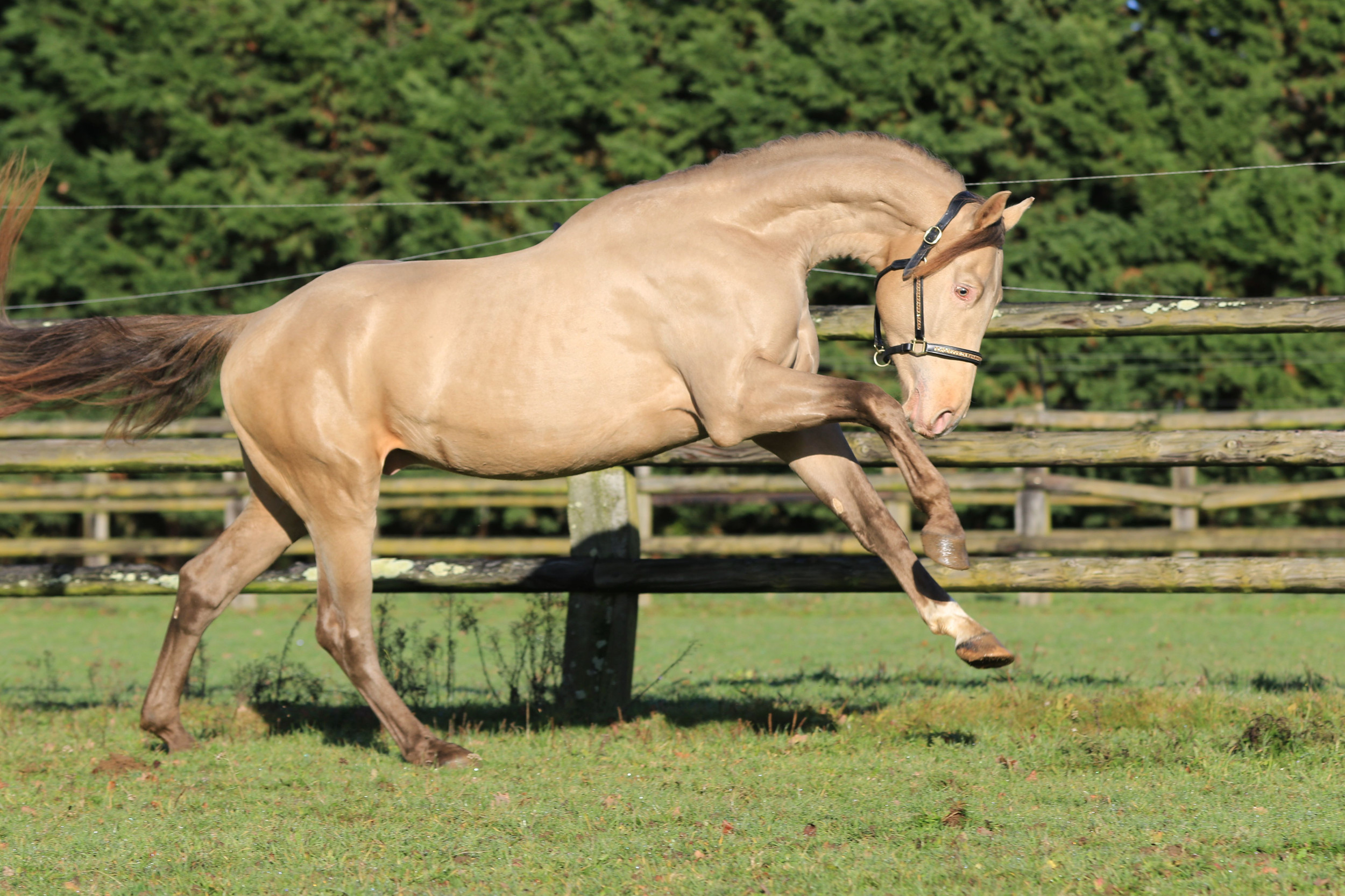 Etalons de couleurs | COLORED STALLIONS
