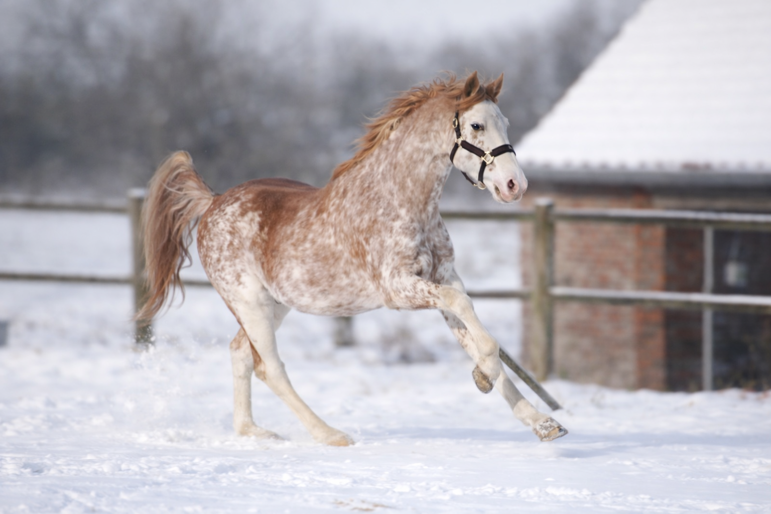 Etalons de couleurs | COLORED STALLIONS