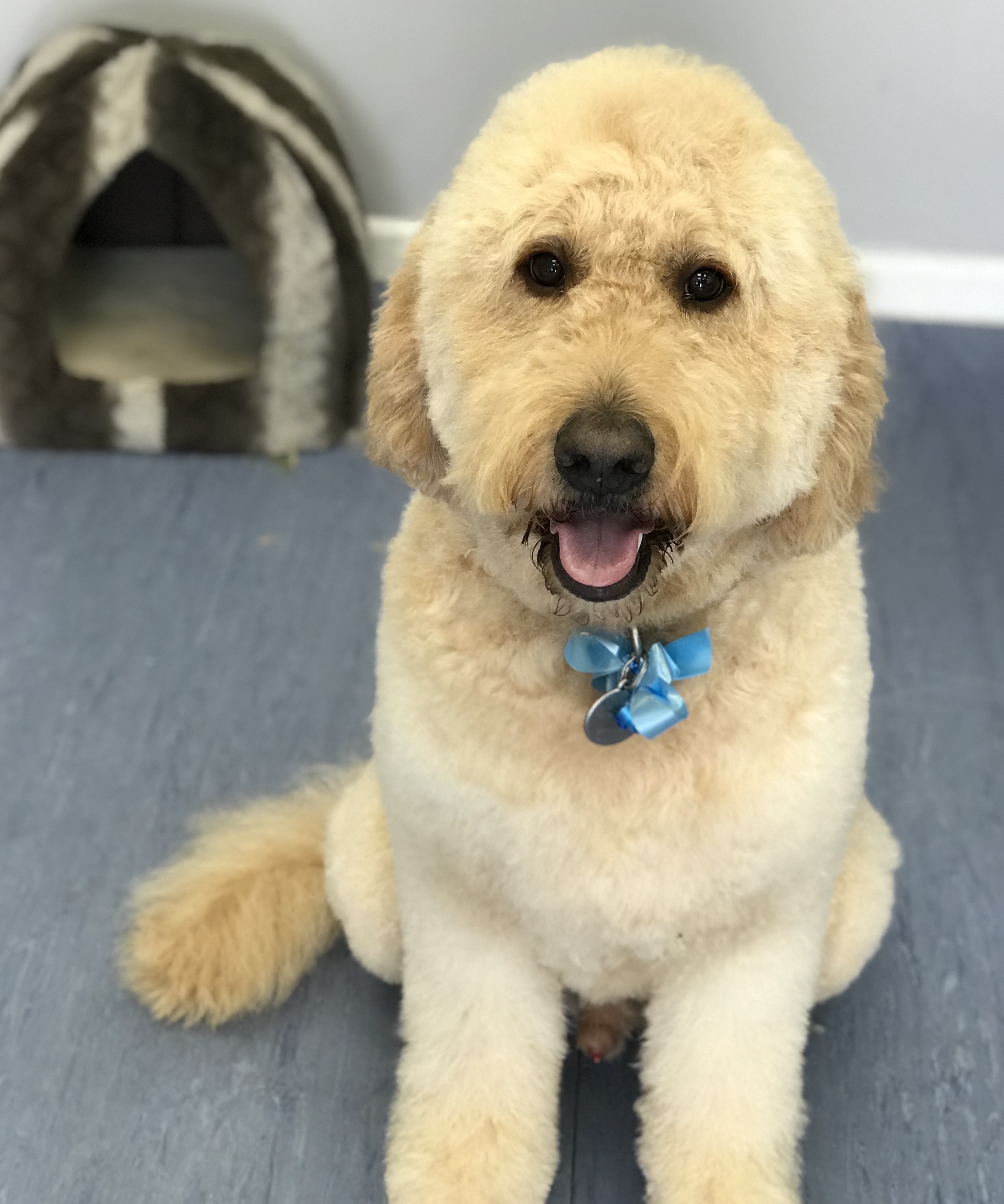 Dappa Dog Grooming | Waterlooville
