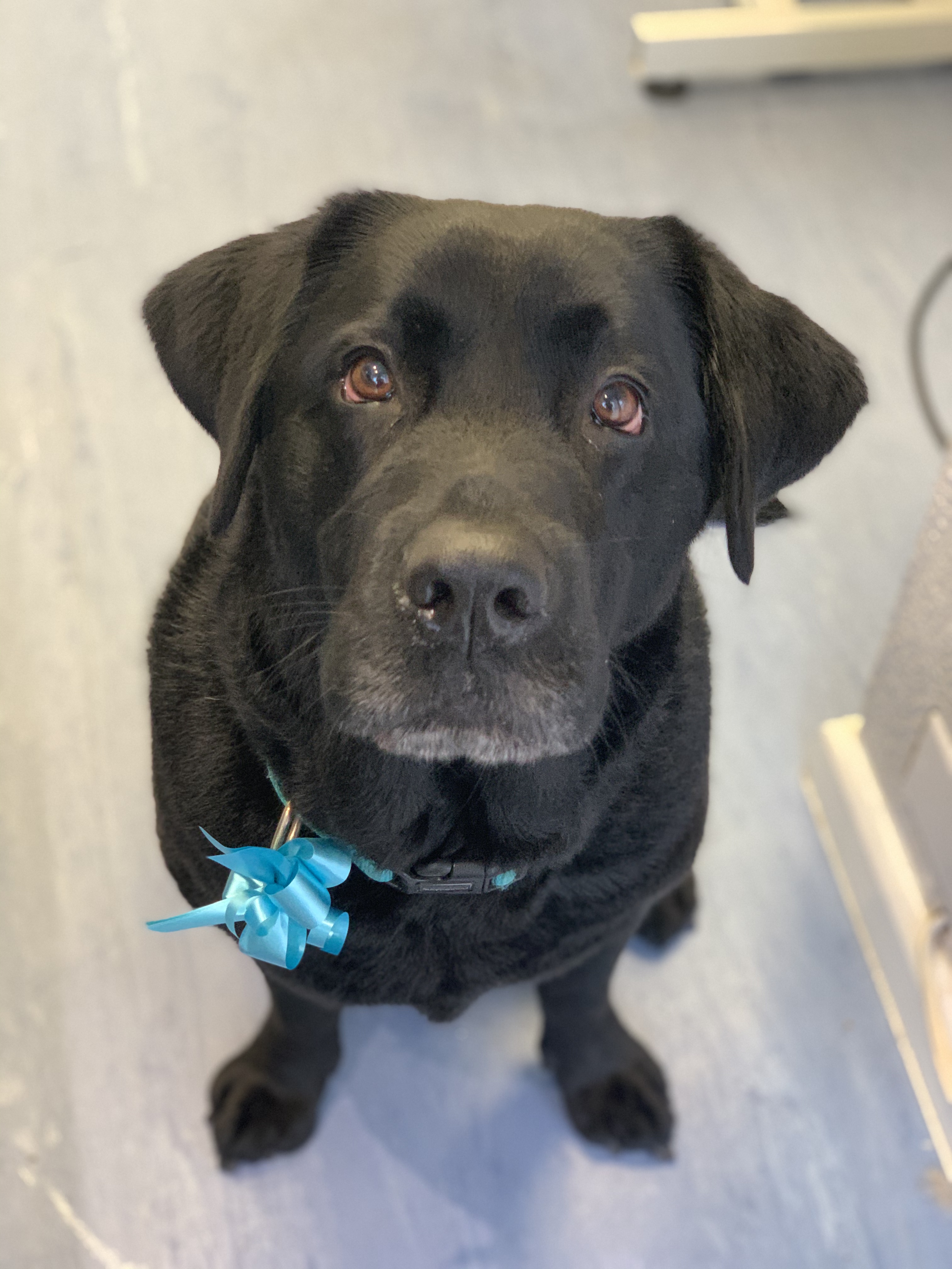 Dappa Dog Grooming | Waterlooville