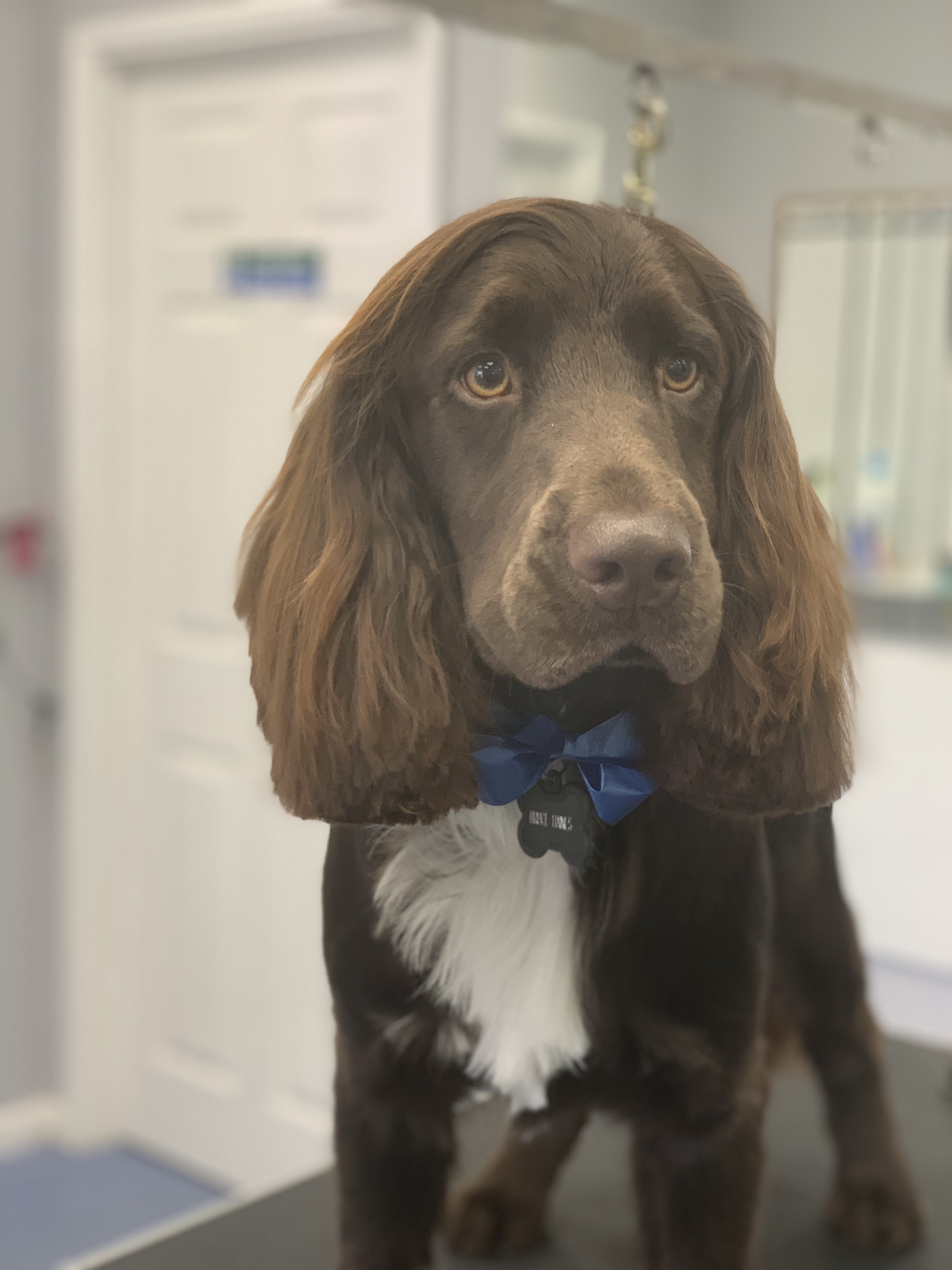 Dappa Dog Grooming | Waterlooville