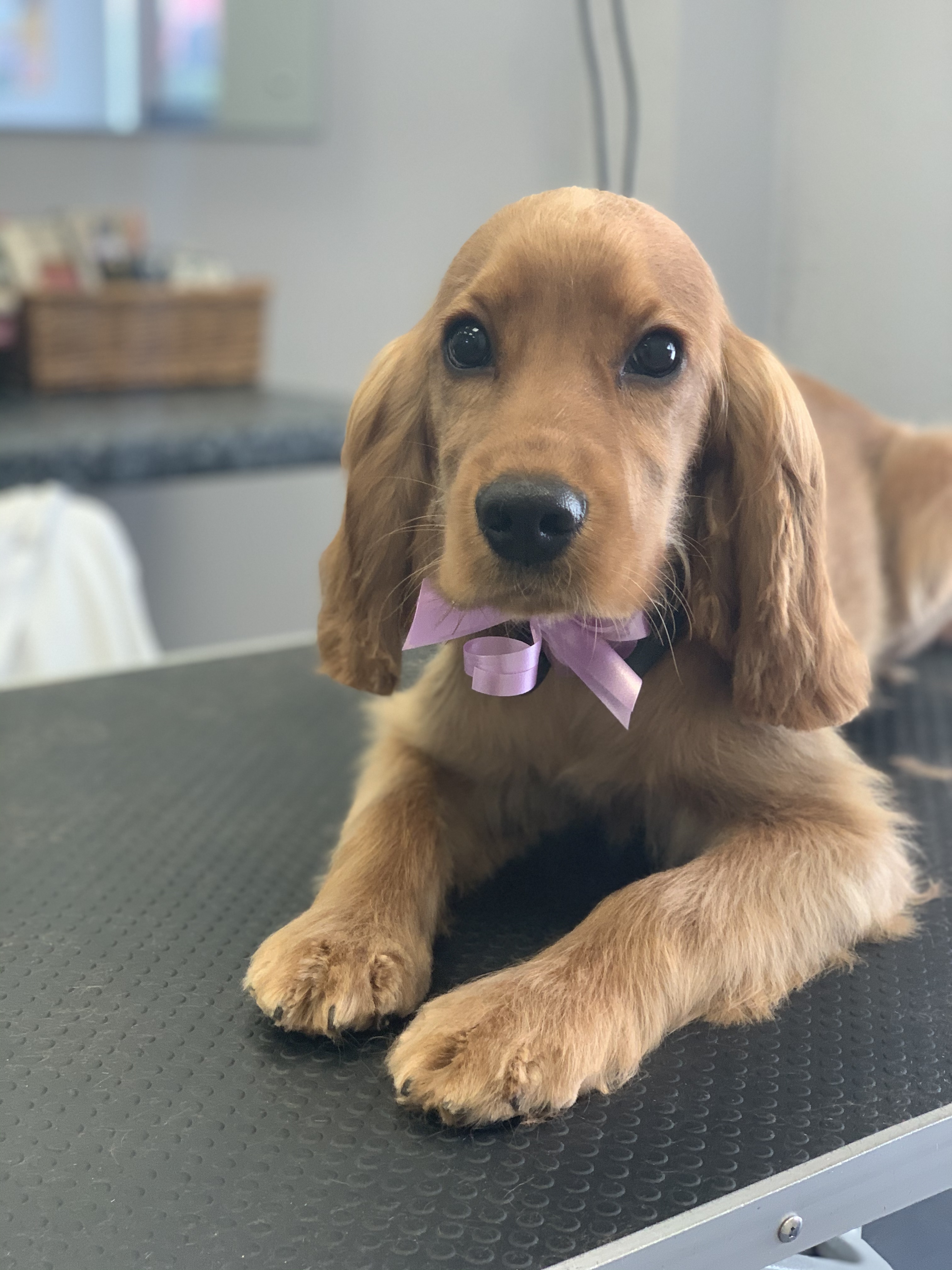 Dappa Dog Grooming | Waterlooville