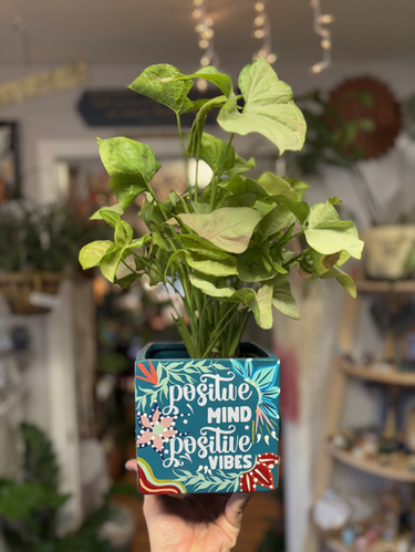 Positive Mind, Positive Vibes Planter | RejuveNate - Plants