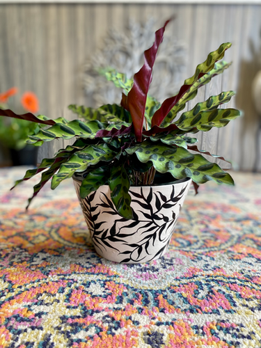 Bailey Planter | RejuveNate - Plants