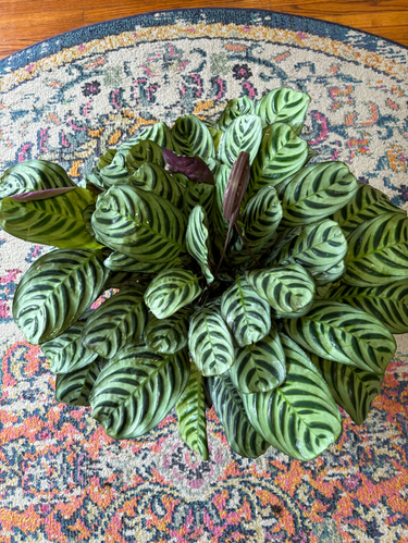 Ctenanthe Burle-Marxii -'Calathea Fishbone' | RejuveNate - Plants