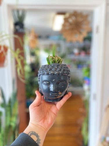 Buddha Head Planter | RejuveNate - Plants