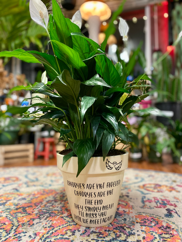 Goodbye Planter | RejuveNate - Plants