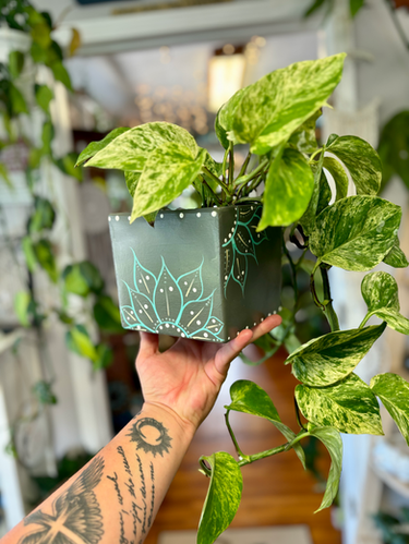 Cube Planter | RejuveNate - Plants