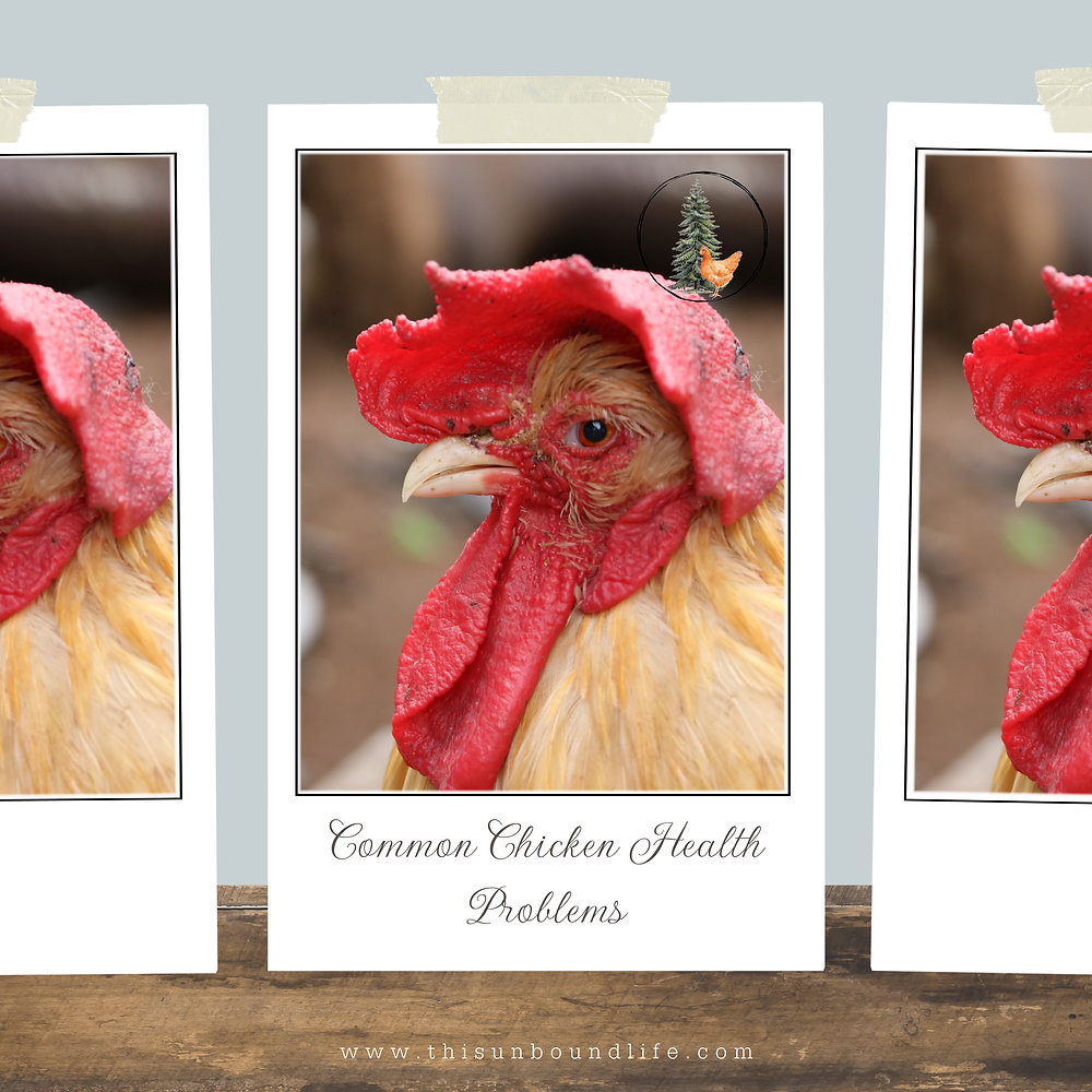 Common Chicken Health Problems