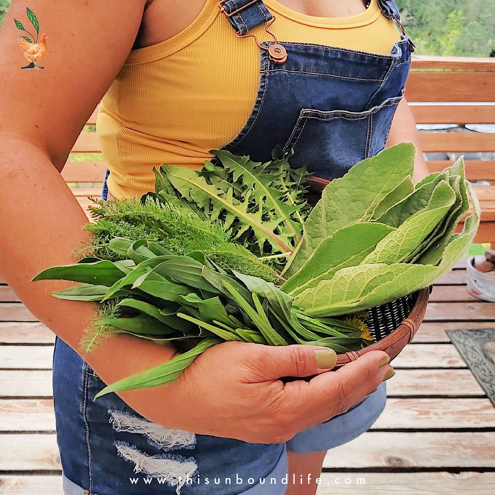 Wild Harvest: 5 Tips for Beginner Foragers