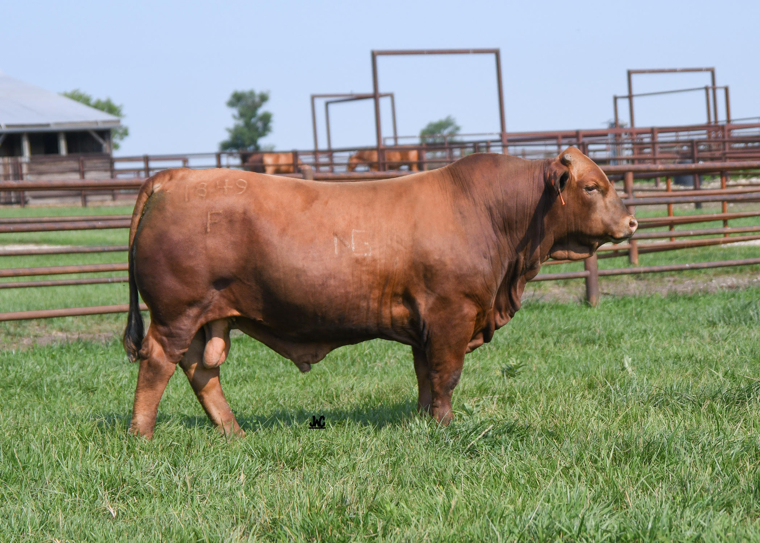 FORESIGHT 1849F | Extra Genetics | Extra Dimension Marketing