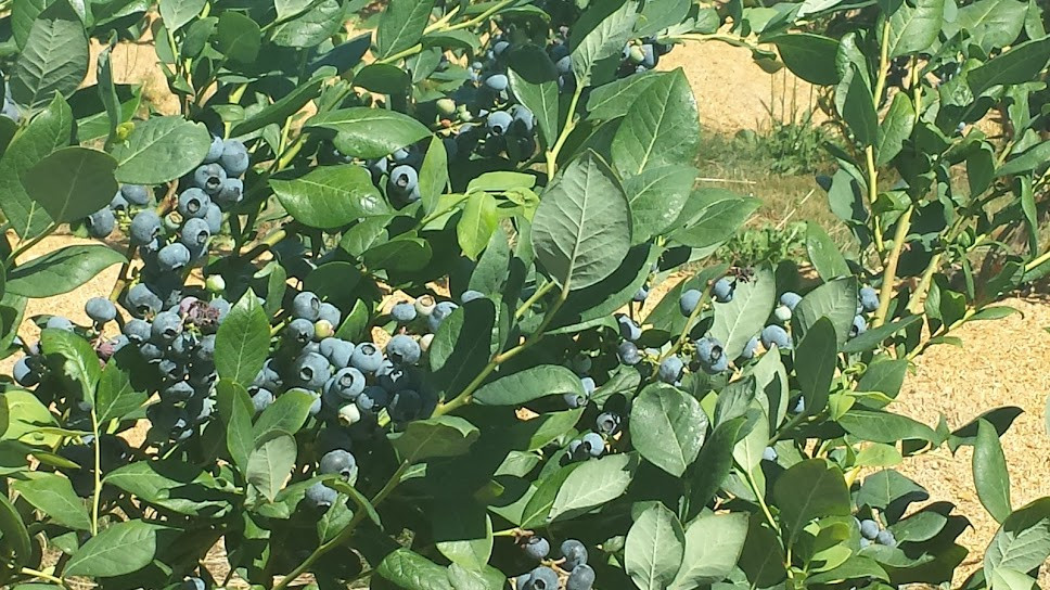 Organic Blueberries and Blueberry Wine | Springbank Farm in Lebanon, Oregon