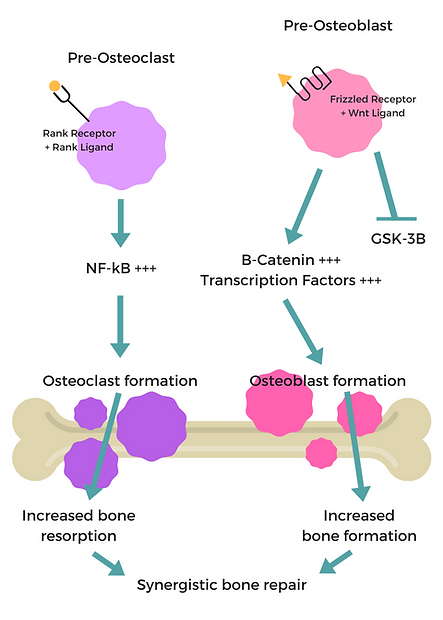 Osteoporosis | cell-signaling
