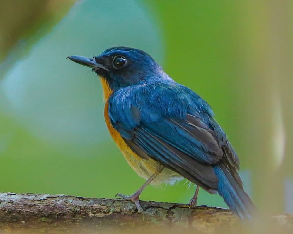 Five Best Things to do in Bako National Park