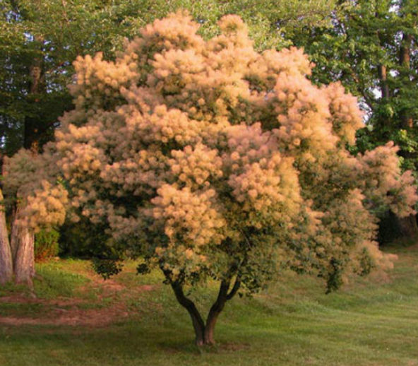 Smoke Bush