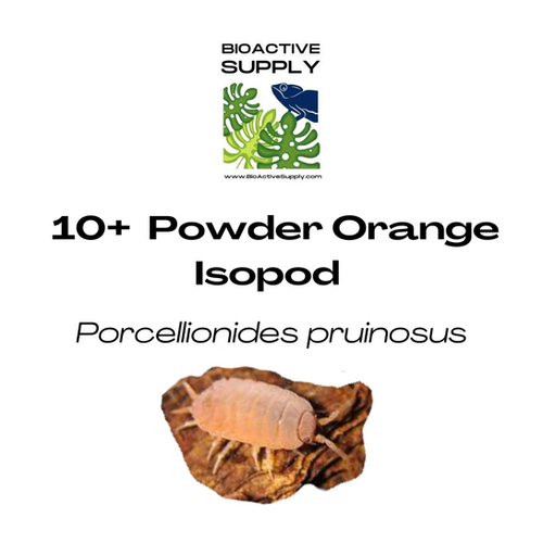 Powder Orange, Isopod, 10ct, Wholesale | Bioactive Supply
