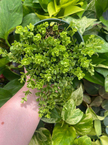 Peperomia deppeana | Bioactive Supply