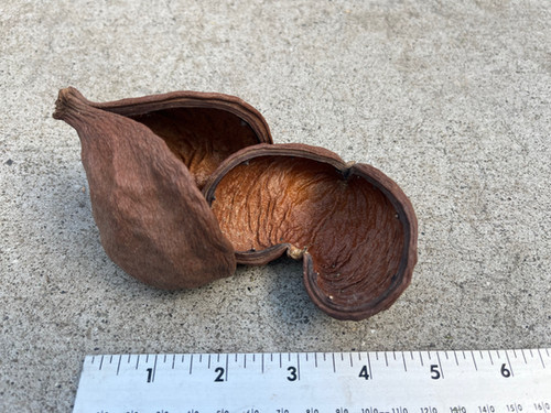 Badam Seed Pod | Bioactive Supply