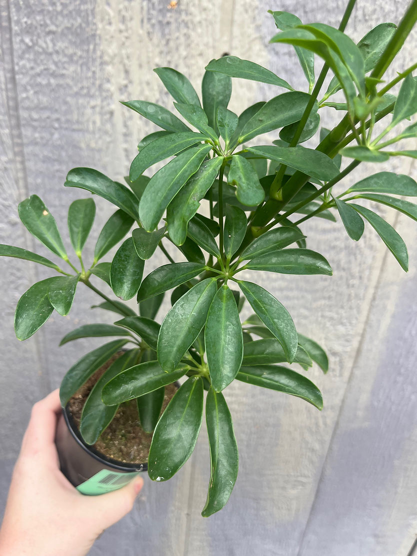 dwarf schefflera