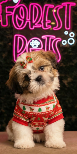 Serena – Shih Tzu Puppy Girl “Gentle Soul” | Goldog Kennel