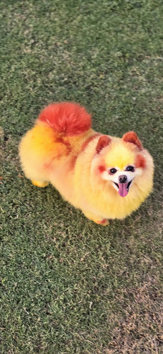 Teddy Face Pomeranian Male .. "Coloured as Pikachu" | Goldog Kennel