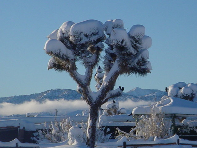 FAQ | Rainbow Ranch Farms