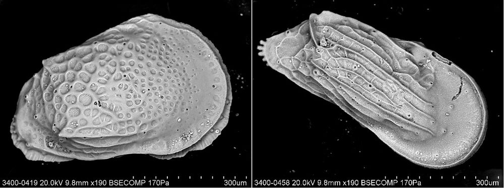Thinking of becoming a scientist in Micropalaeontology?