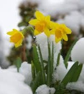 Northern April | Catherine McMichael