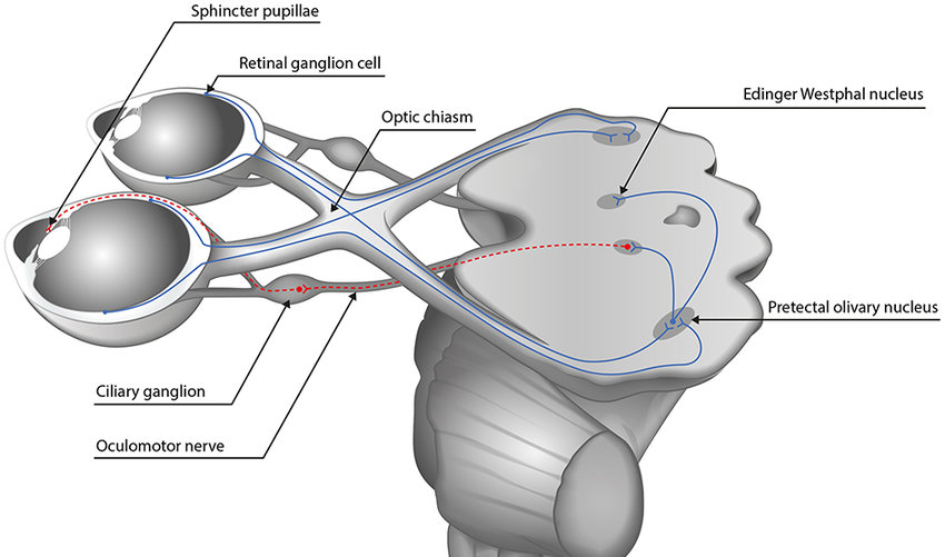 Pupillary Reflex Diagram Pupillary Light Reflex To Light Inside The