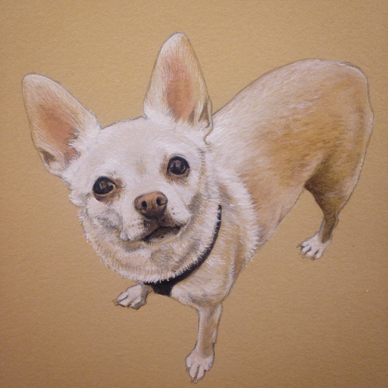 Patterns | art-paintedpup.com