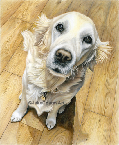 Daisy | Jake Coates Art