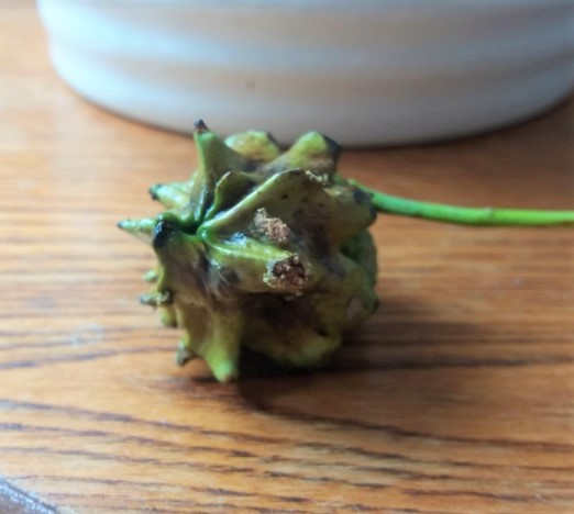 Knopper Galls by Heather