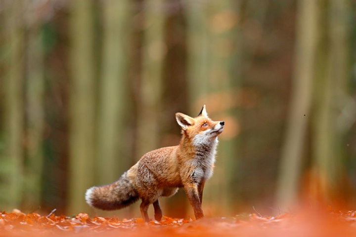 Fox by Sue Perryman