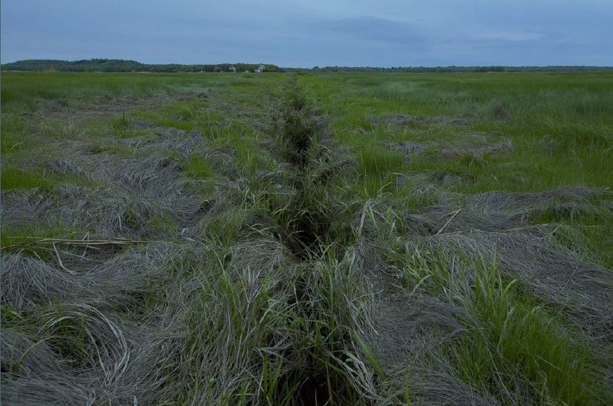 Marsh Restoration as Climate Change Adaptation