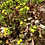 Geum fragarioides - Barren strawberry | Amanda’s Garden