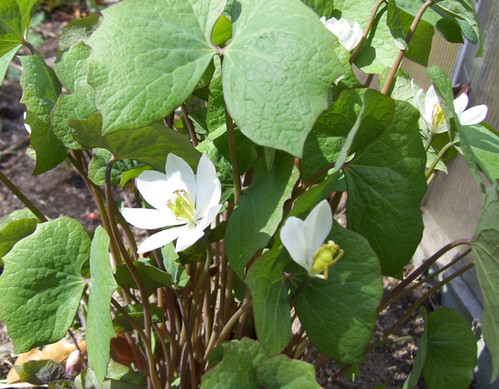 Jeffersonia diphylla - Twinleaf | Amanda’s Garden