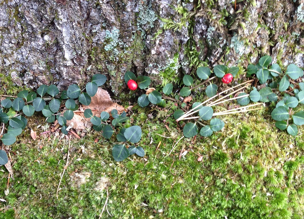 Mitchella repens – Partridge Berry | Amanda’s Garden