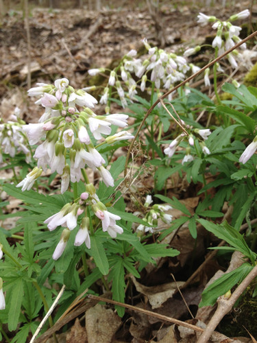 Cardamine concatenata - Cutleaf Toothwort | Amanda’s Garden
