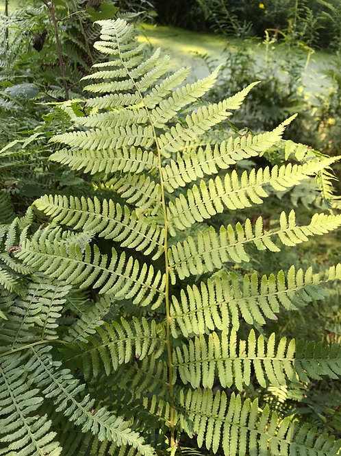 Thelypteris palustris - Eastern Marsh Fern | Amanda’s Garden