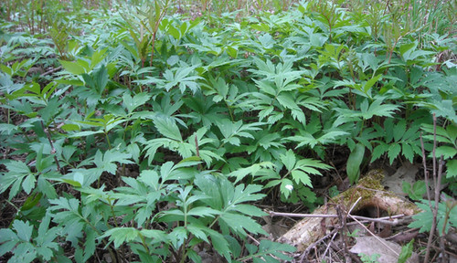 Hydrophyllum virginianum - Virginia waterleaf | Amanda’s Garden