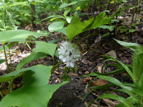 Hydrophyllum canadense - Canada waterleaf | Amanda’s Garden