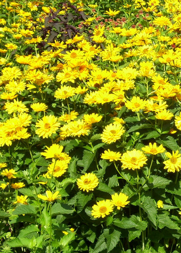 Heliopsis helianthoides - Oxeye Sunflower | Amanda’s Garden