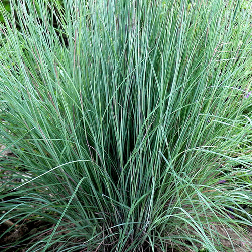 Schizachyrium scoparium, Little Blue Stem Grass | Amanda’s Garden