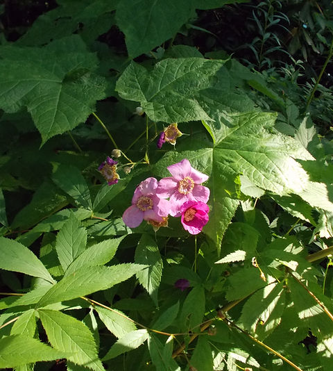 rubus odoratus propagation