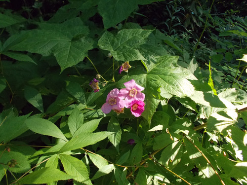 Rubus odoratus - Flowering raspberry | Amanda’s Garden