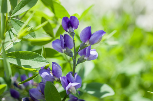 Baptisia australis - Wild Blue Indigo | Amanda’s Garden